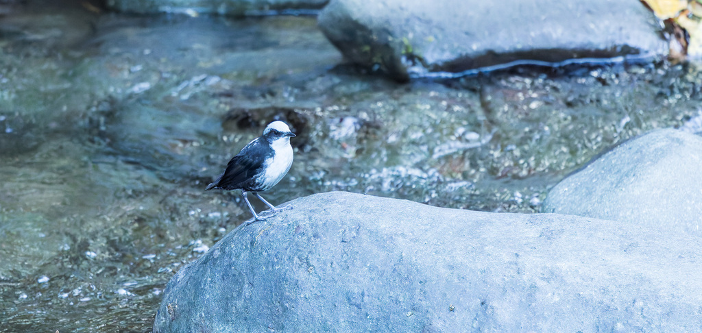 White-capped Dipper from Maquipucuna Reserve & Ecolodge, vía Santa ...
