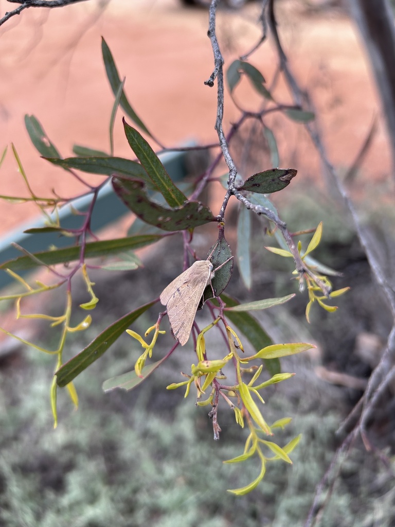 Arhodia from Unincorp. Riverland, AU-SA, AU on December 9, 2024 at 10: ...