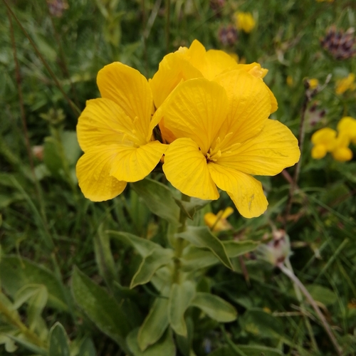 Linum capitatum · iNaturalist Ecuador