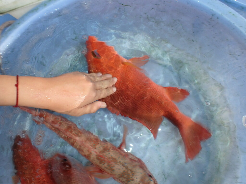 Saddletail Snapper from 中国北海市海城区涠洲岛 邮政编码: 536077 on March 21, 2024 at ...