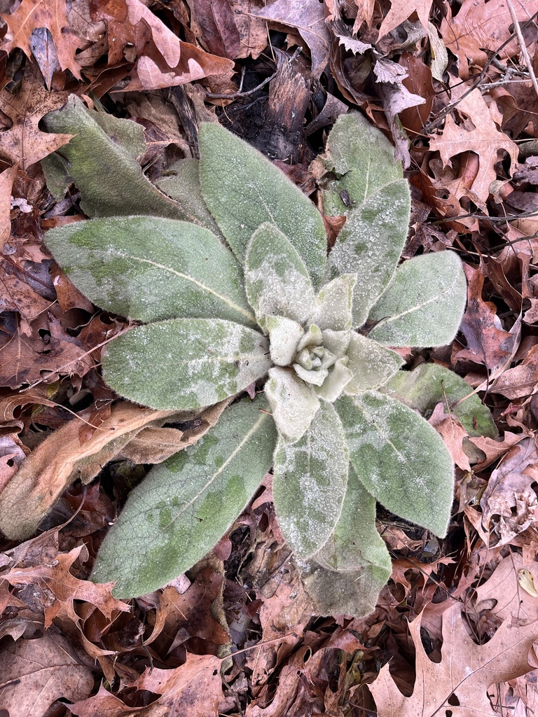 great mullein from Swan Rd, Ogdensburg, WI, US on December 17, 2024 at ...