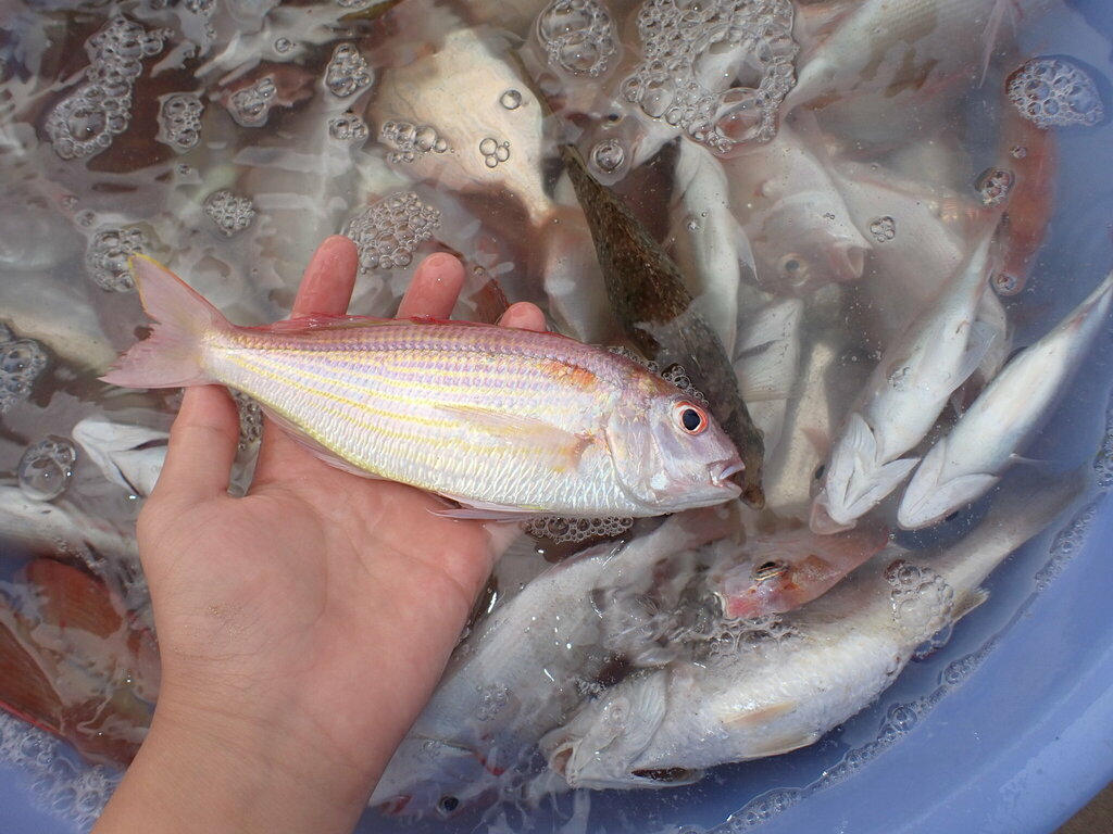 Japanese Threadfin Bream from 中国北海市海城区涠洲岛 邮政编码: 536077 on March 23 ...