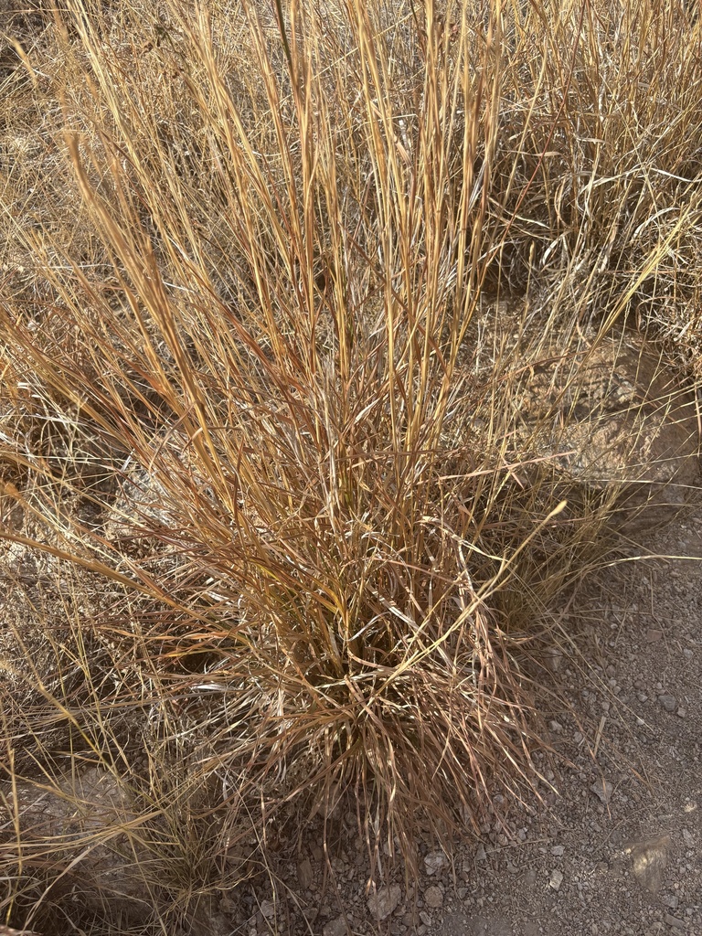 tanglehead from Saguaro National Park - Rincon Mountain District ...