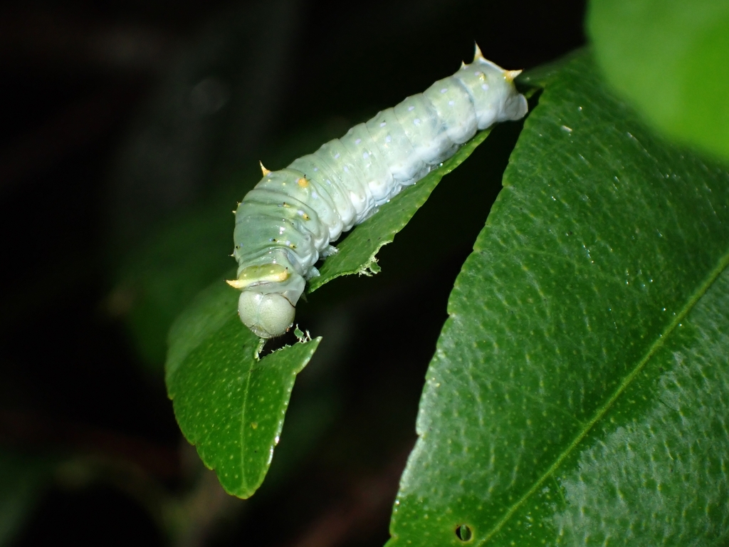 Montrouzier's Ulysses Swallowtail from Touho, NC-NO, NC on December 15 ...