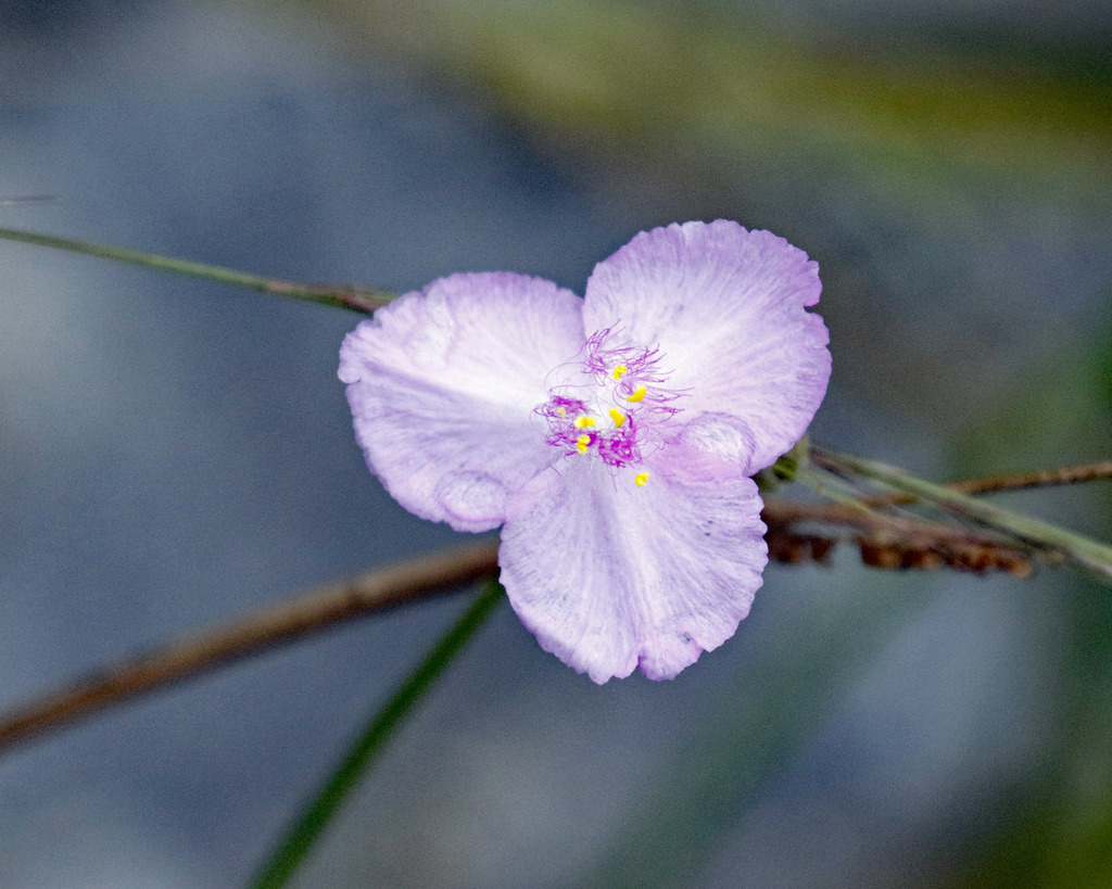 Grassleaf Roseling from Lake Manatee State Park Manatee County, FL, USA ...