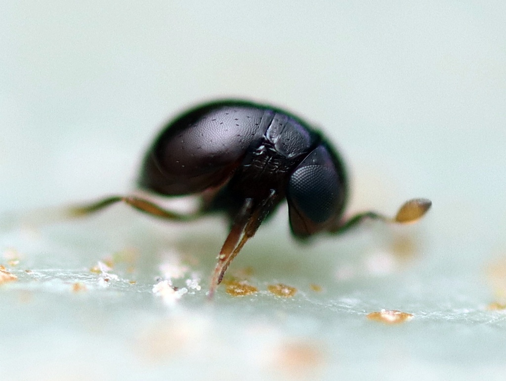 Baeus from Ruawai, New Zealand on November 21, 2024 at 04:06 PM by Tom ...