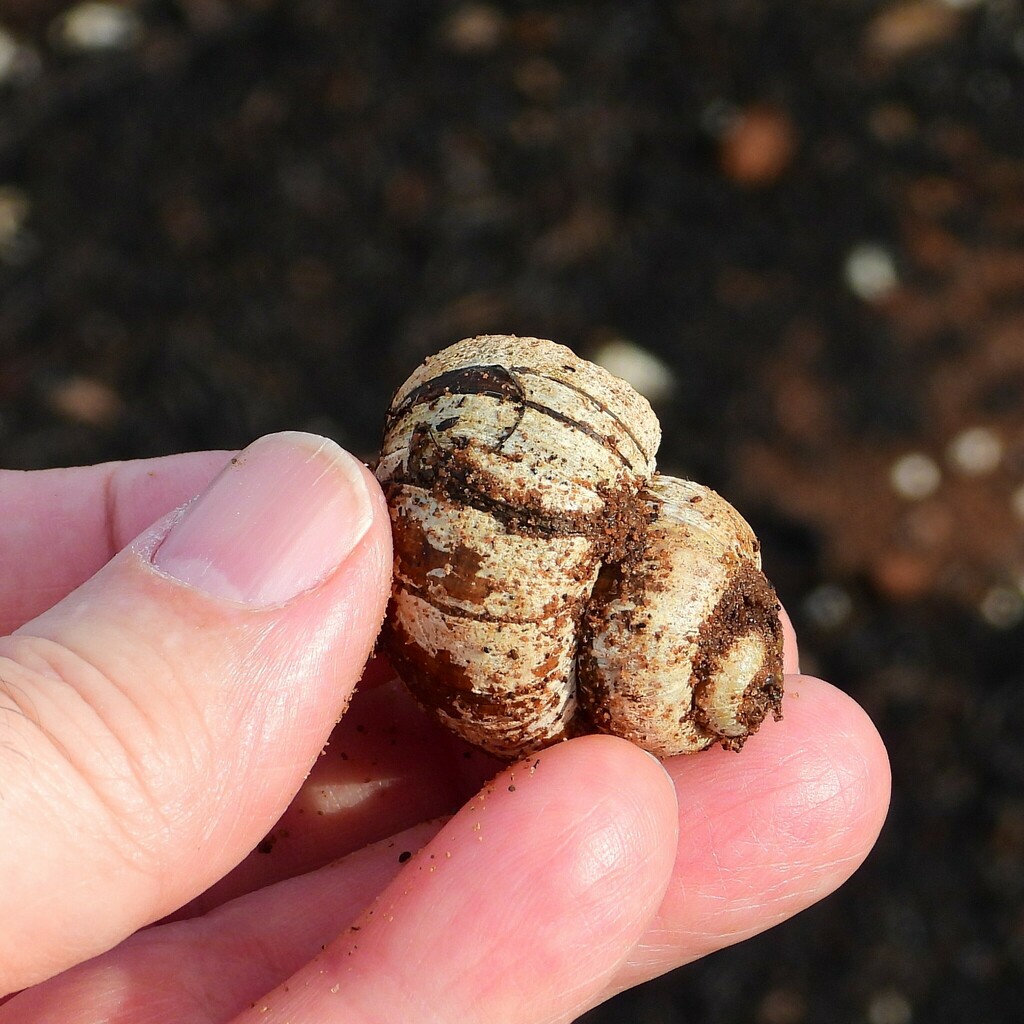 Pointed Campeloma from Limestone County, US-AL, US on December 17, 2024 ...