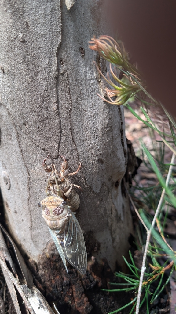 Eastern Double Drummer from Nattai NSW 2570, Australia on December 1 ...