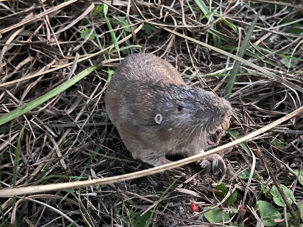 Attwater's Pocket Gopher from Sycamore Trail, Cat Spring, TX, US on ...