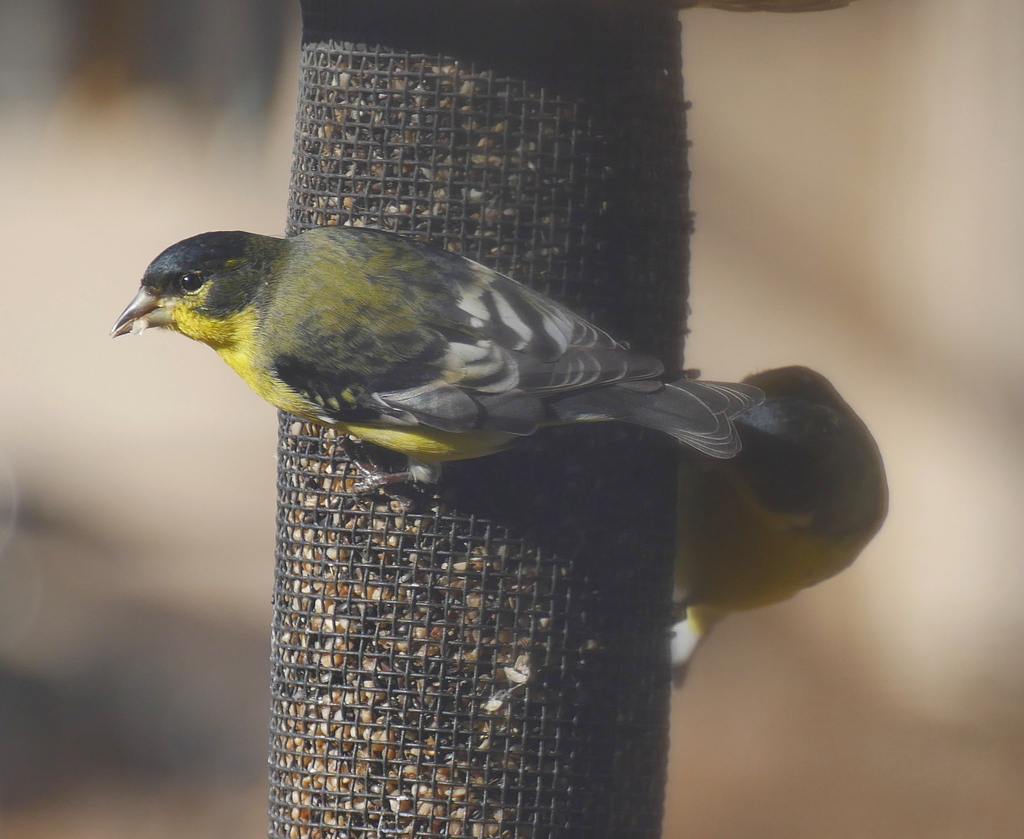 Lesser Goldfinch from Delta, CO 81416, USA on December 15, 2024 at 10: ...