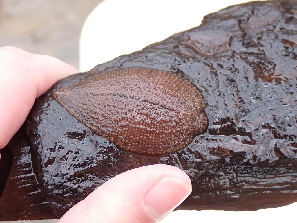 Turtle Leeches from Clayton, GA 30525, USA on December 17, 2024 at 12: ...