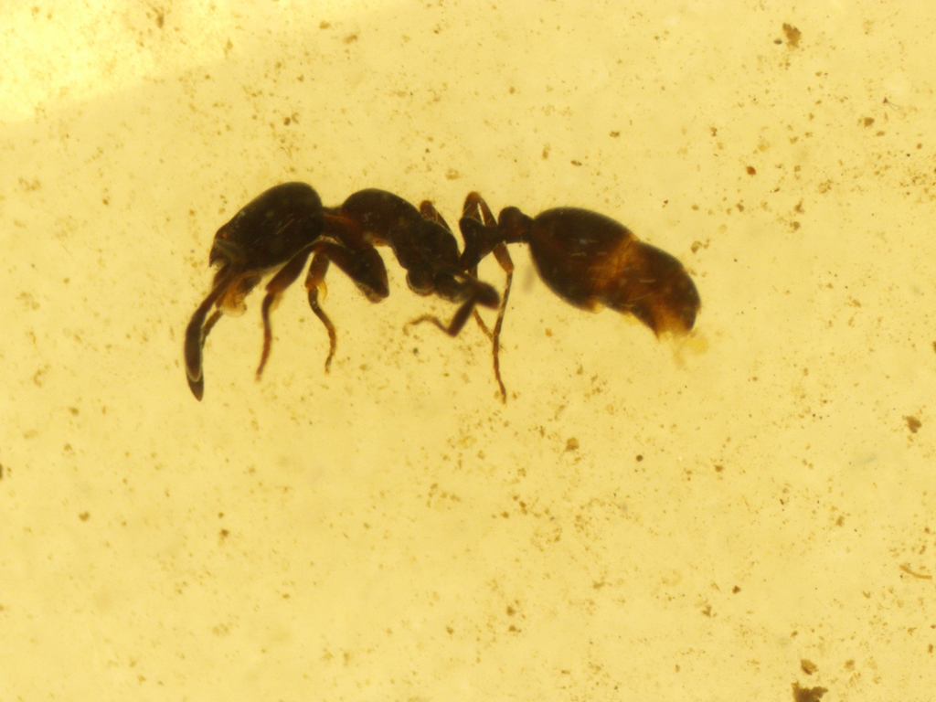 Southern Ant from Lincoln, New Zealand on September 23, 2024 by elysia ...