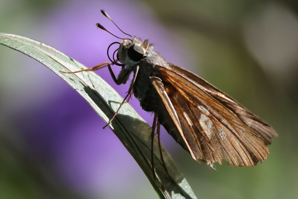 Brazilian Skipper from Quintana Neotropical Bird Sanctuary, 814 Lamar ...