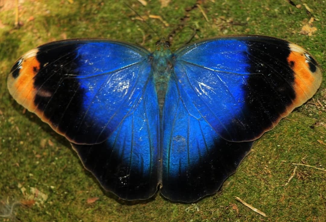 Caligo beltrao (Illiger, 1801)