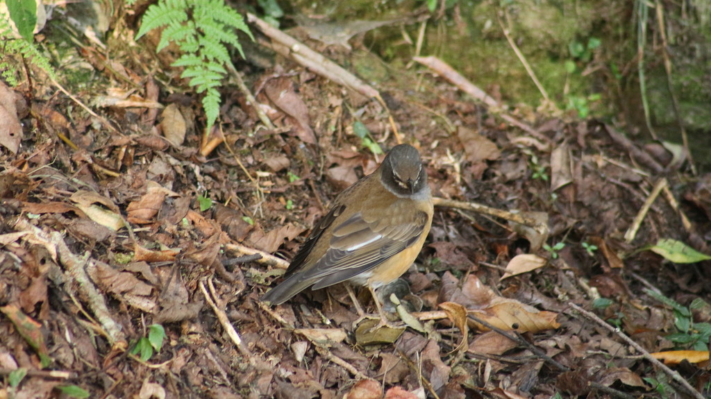 Eyebrowed Thrush from 365台灣苗栗縣泰安鄉觀霧國家森林遊樂區 on December 11, 2024 at 07: ...