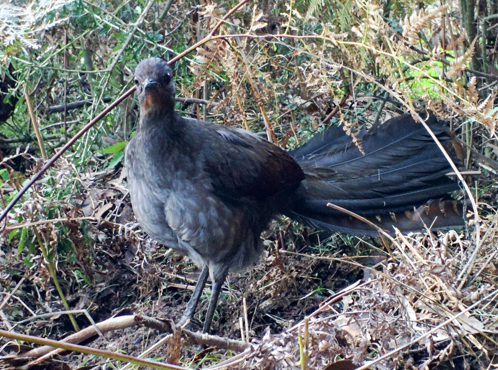 Superb Lyrebird from Turill NSW 2850, Australia on July 18, 2015 at 02: ...
