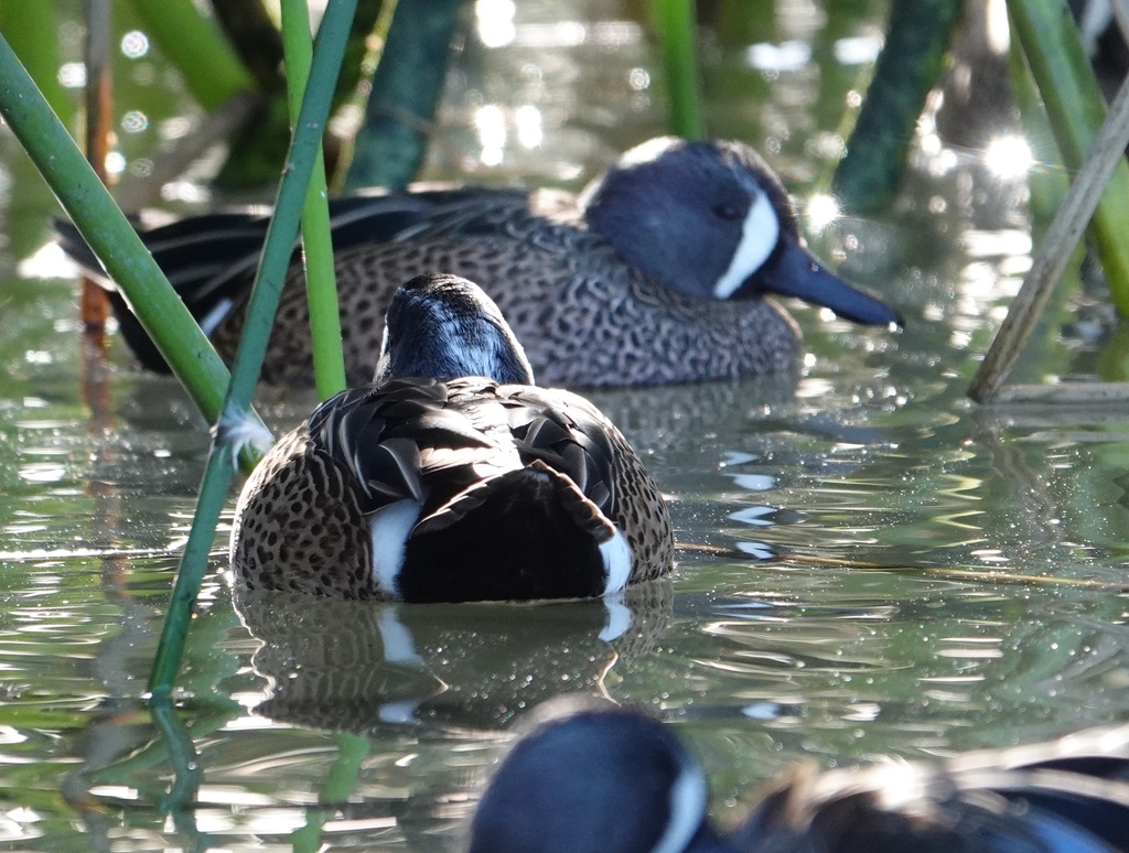 Blue-winged Teal from Los Osos, Baywood-Los Osos, CA 93402, USA on ...