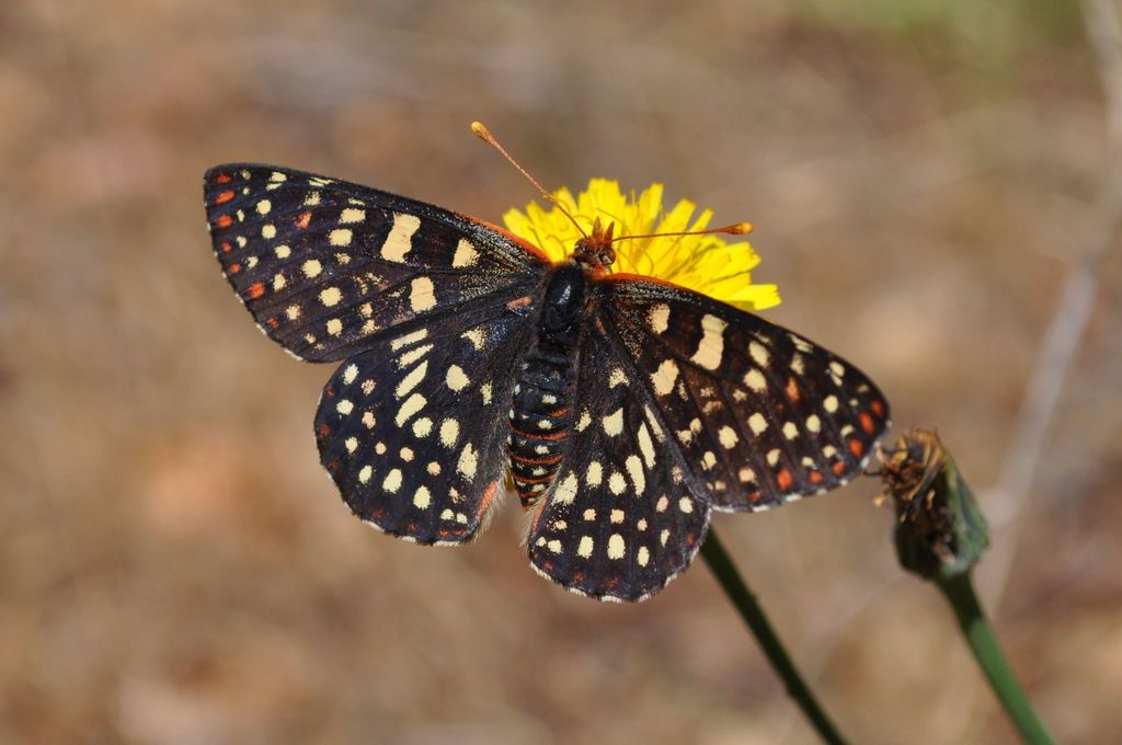 Variable Checkerspot (Butterflies of Rosewood Nature Study Area ...