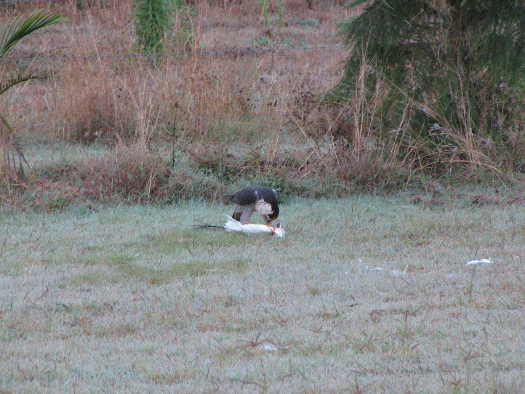 Australian Peregrine Falcon in July 2013 by munbilla. Feasting on a ...