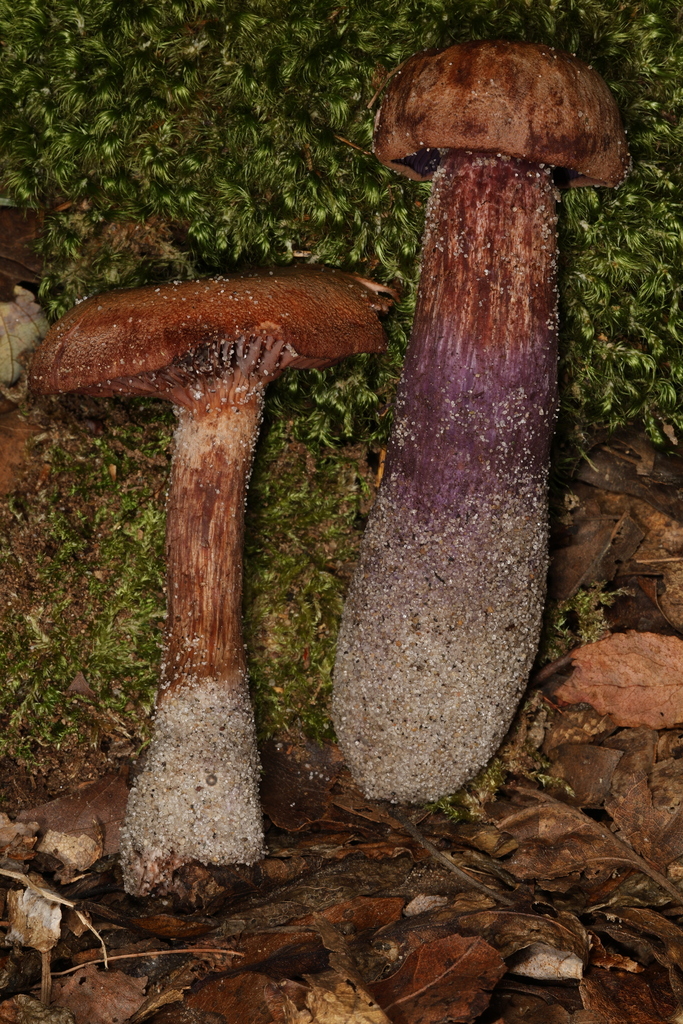 Sandy Laccaria from 35 Scudder Ave, Hyannis, MA 02601, USA on October ...