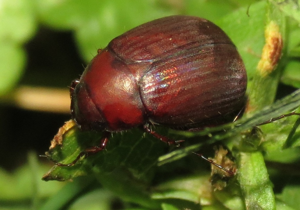 Asiatic Garden Beetle from Middletown, NY 10940, USA on August 15, 2016 ...