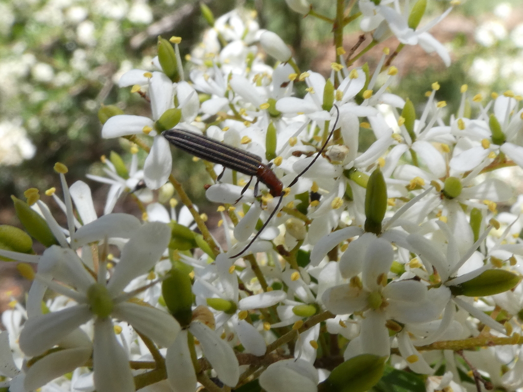 Syllitus rectus from Urban Forest, East Malvern Victoria on December 18 ...