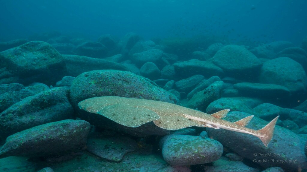 Angel Sharks from 1 Bower Ln, Manly NSW 2095, Australia on July 24 ...