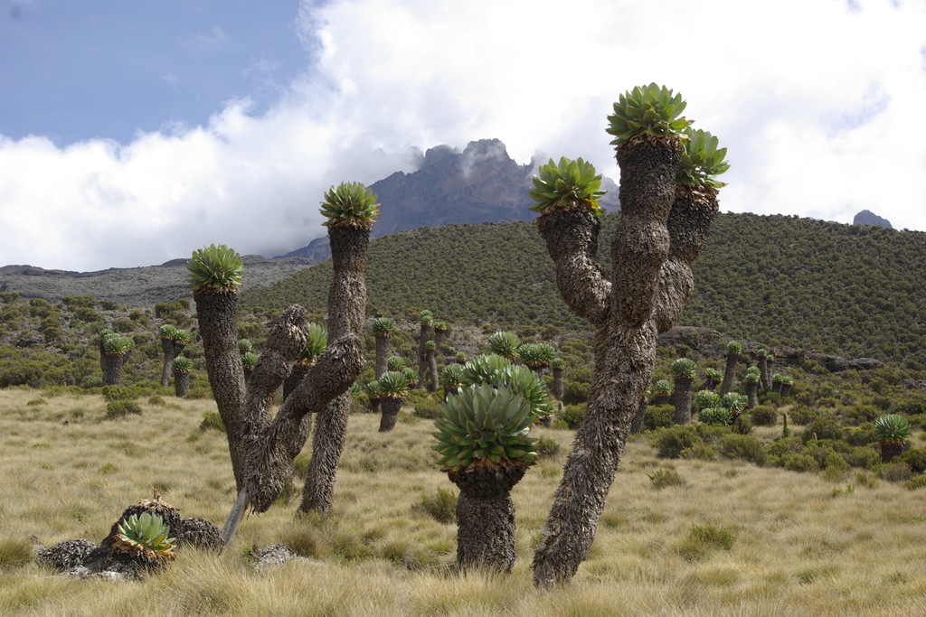 Giant Senecio from Rombo, Танзания on February 3, 2014 at 11:05 AM by ...