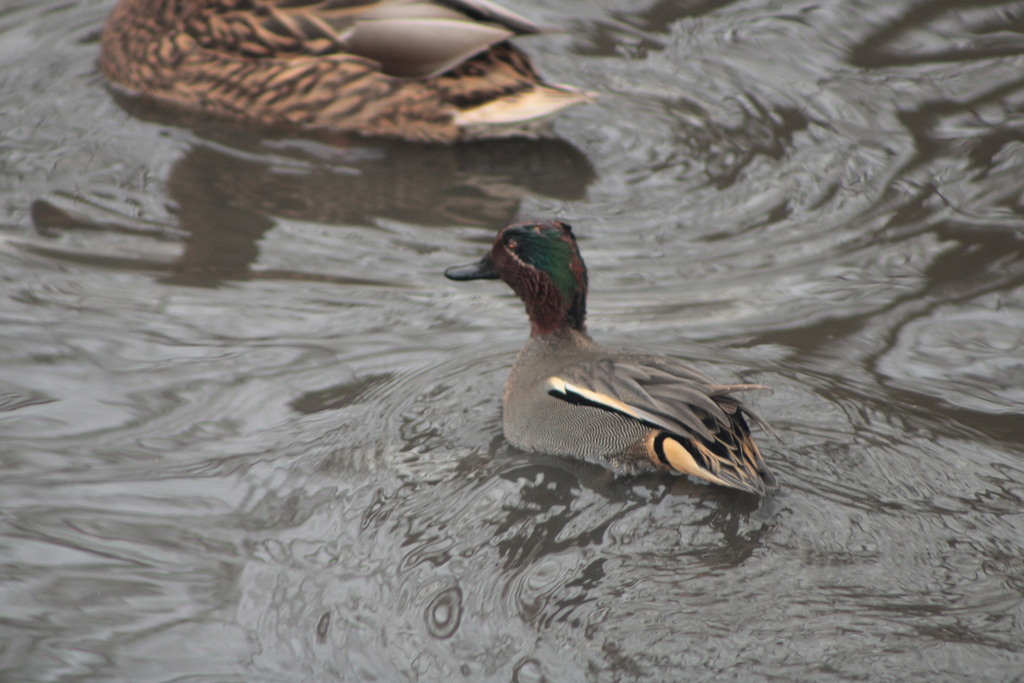 Green-winged Teal from Северо-Восточный административный округ, Москва ...