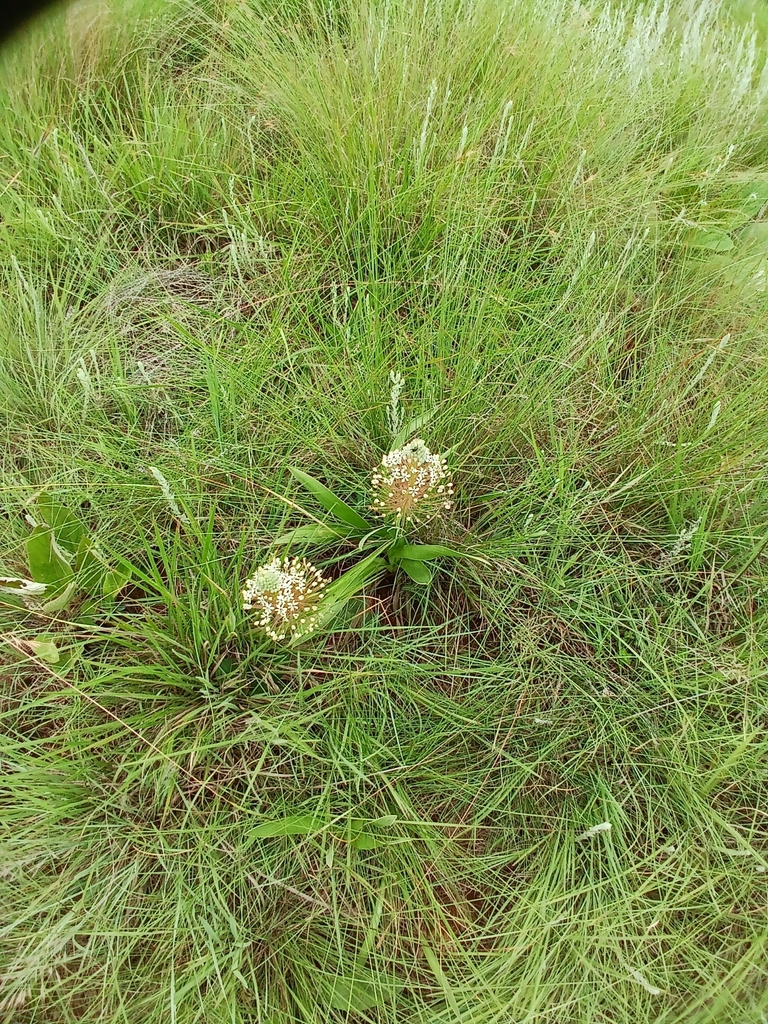 sand lily from uMngeni Local Municipality, South Africa on December 18 ...