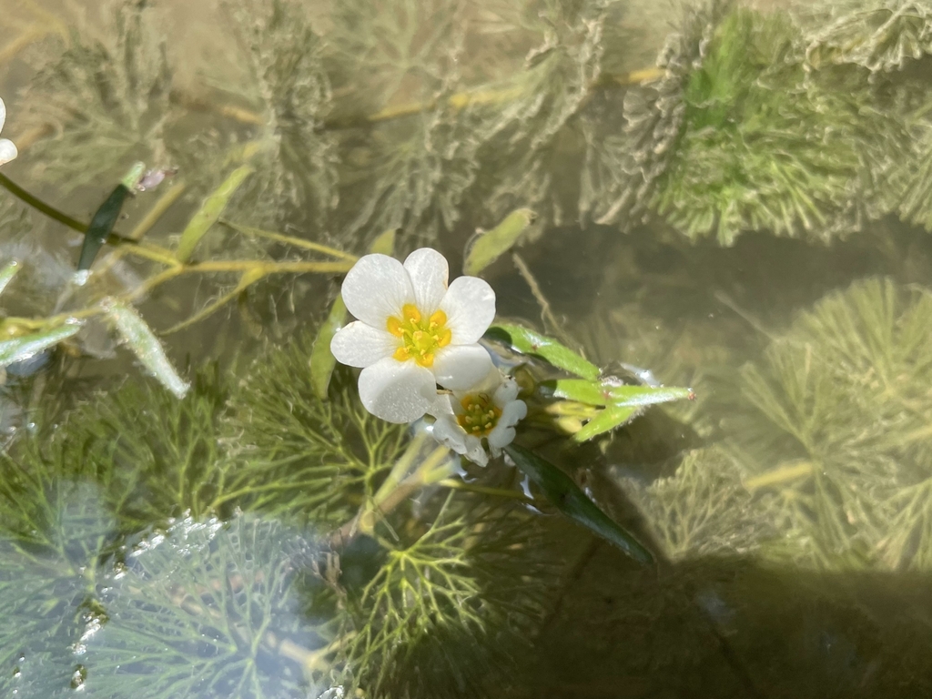 Carolina Fanwort from Krabi, Thailand on March 21, 2024 at 01:18 PM by ...
