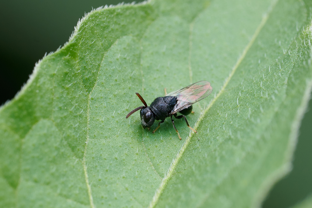 Euperilampus sinensis from 中国浙江省杭州市西湖区 on May 28, 2024 at 02:54 PM by ...