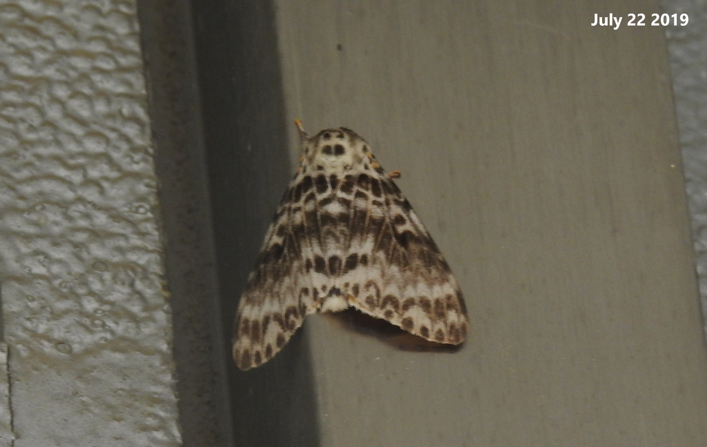 Pink Lymantria Moth from 800 Bonghwa-ro, Anheung-myeon, Hoengseon ...