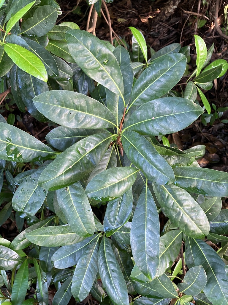 False Mastic from Tortuguero Natural Reserve, Vega Baja, PR, US on ...