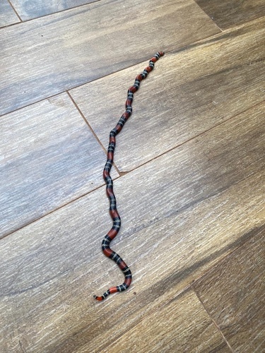 Uruguayan Coralsnake (Micrurus altirostris) - Snakes and Lizards