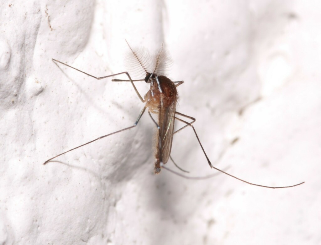 Culicinae desde Perkáta kert el 26 de septiembre de 2023 a las 21:58 de ...