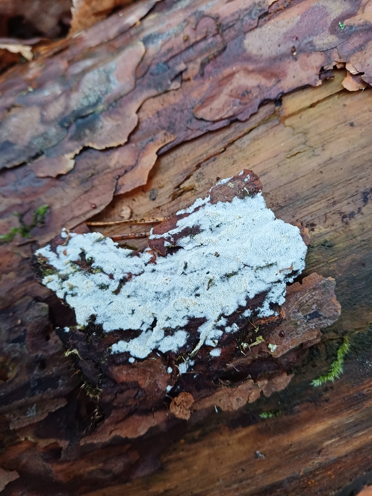 Xylodon raduloides from 13503 Berlin-Bezirk Reinickendorf, Deutschland ...