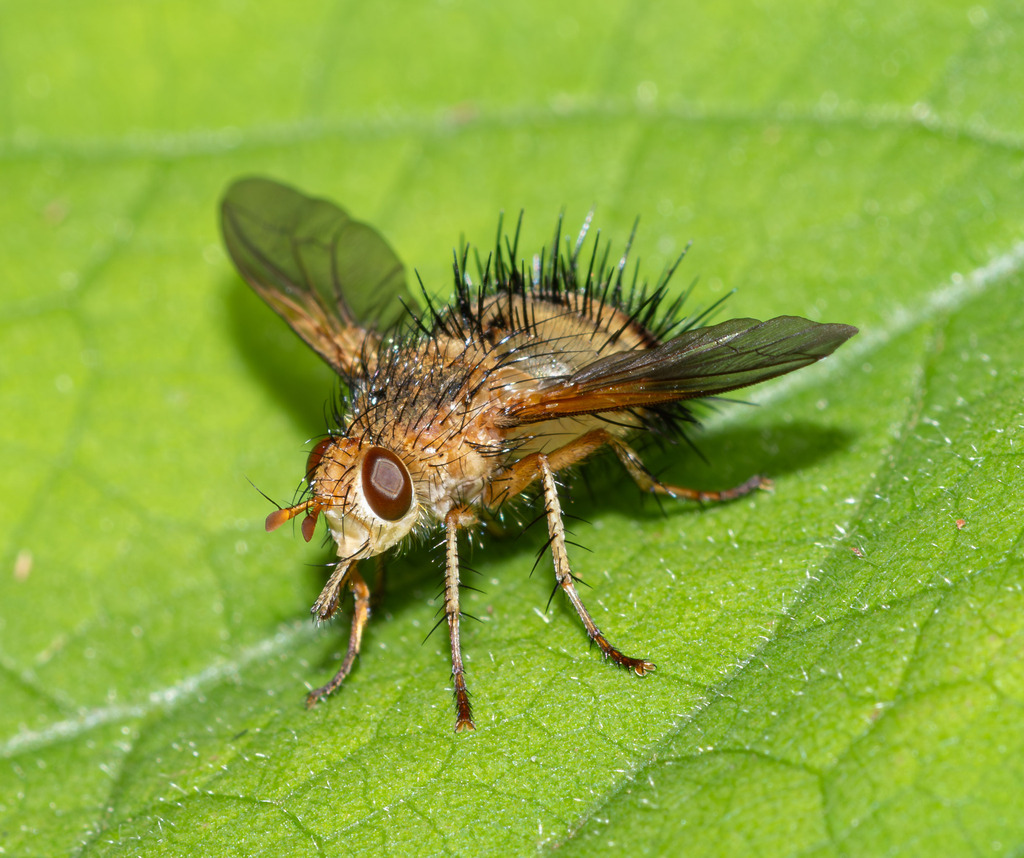 Bloated Hedgehog Fly from Ngaka Modiri Molema District Municipality ...