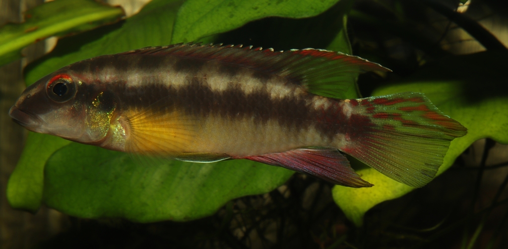 Yellow Kribensis from Gbengeru, Sierra Leone on April 2, 2022 at 10:30 ...