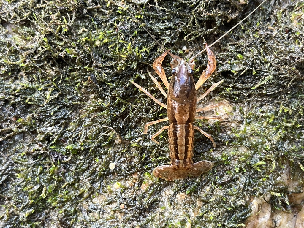 Cambarus in December 2024 by Matthew. I like the stripes on this guy ...