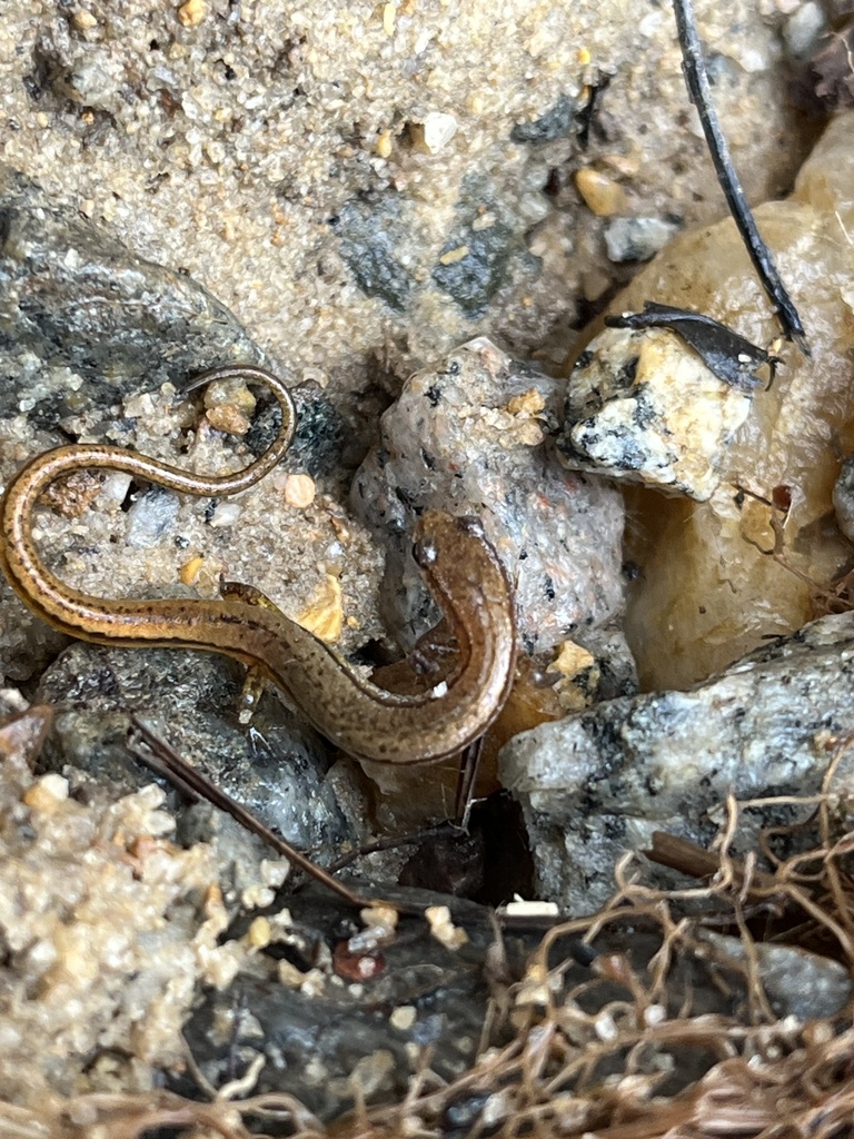 Chamberlain's Dwarf Salamander in December 2024 by Matthew · iNaturalist