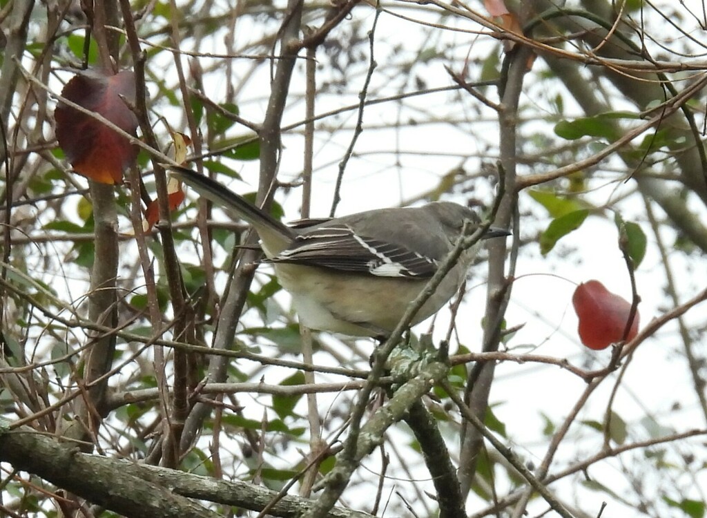 Northern Mockingbird from Goose Shoals, Lauderdale County, AL, USA on ...