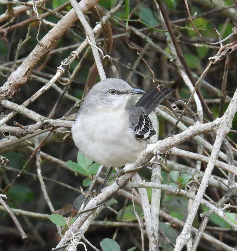 Northern Mockingbird from Goose Shoals, Lauderdale County, AL, USA on ...