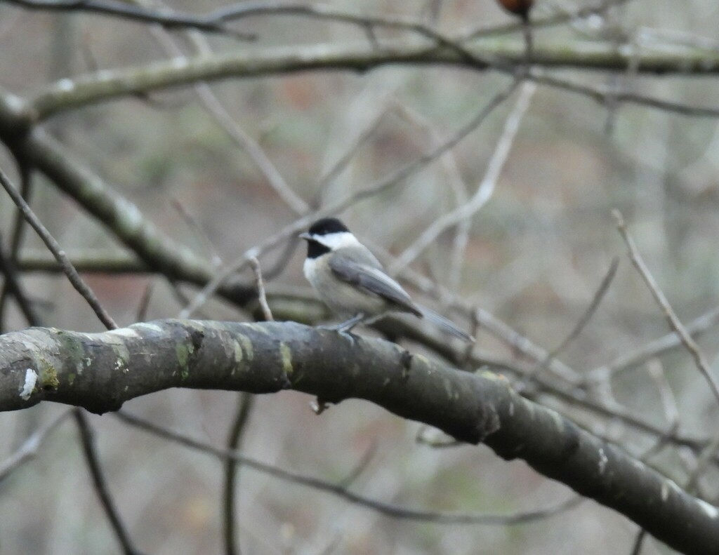 Carolina Chickadee from Along Ijams Branch, off of Co. Rd. 275 ...