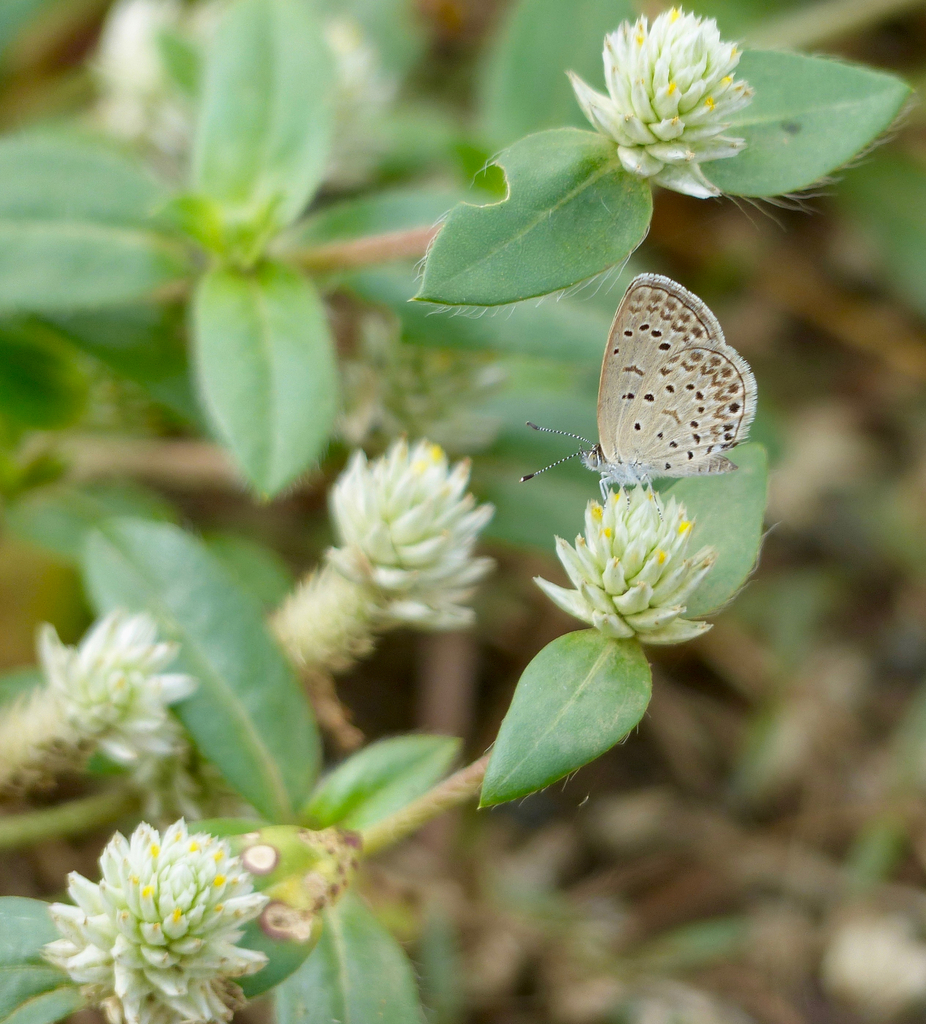 Amor seco (PLANTAS DEL CAÑON DEL SUMIDERO TOMO 1) · iNaturalist Mexico