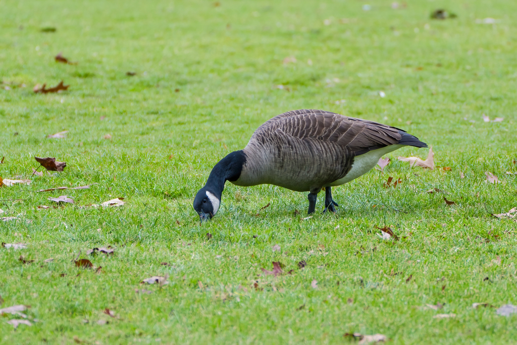 Canada Goose from Reston, VA, USA on December 18, 2024 at 11:39 AM by ...