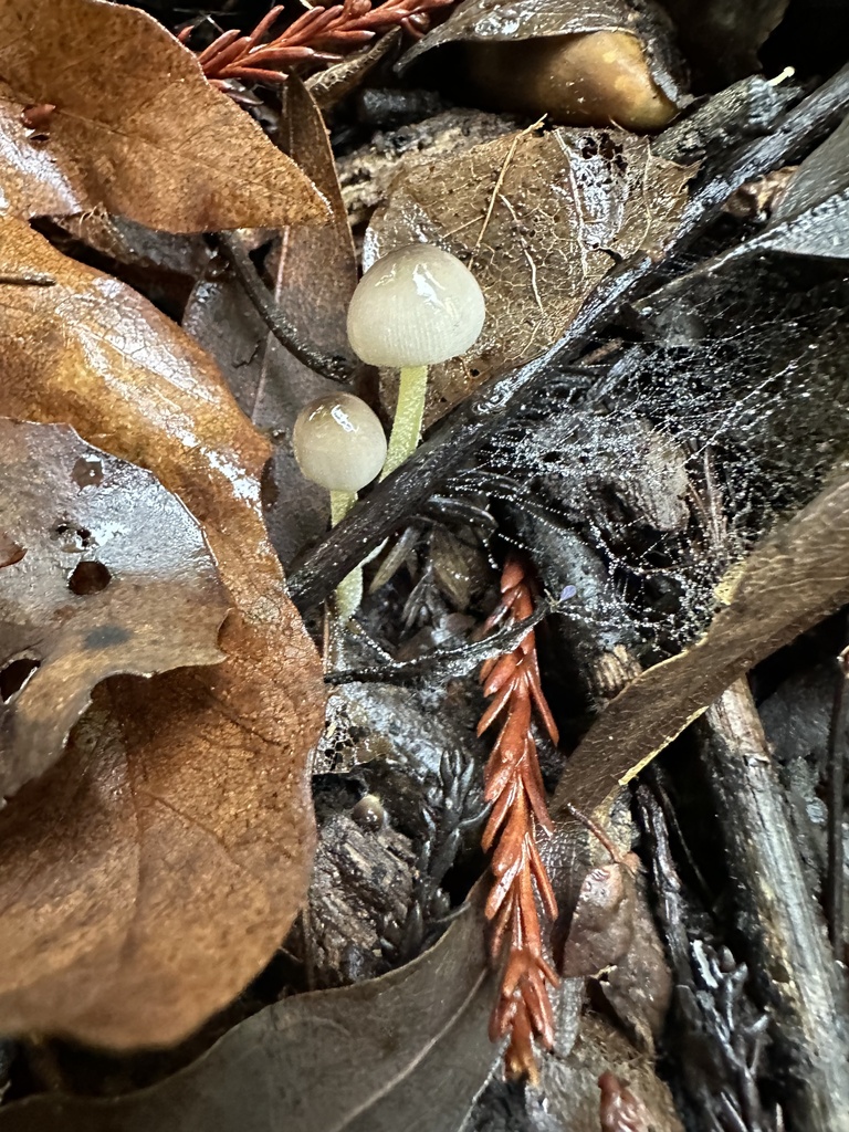 Bolbitius aleuriatus from Patrol Rd, Woodside, CA, US on December 18 ...