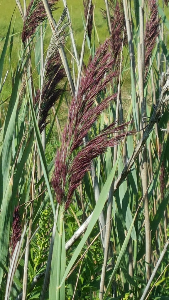 common reed from Groton, CT, USA on August 15, 2016 at 04:06 PM by ...
