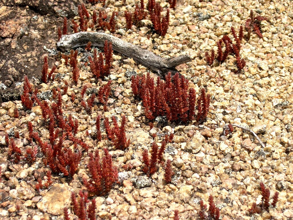 Australian Stonecrop from Kanangra NSW 2787, Australia on December 30 ...