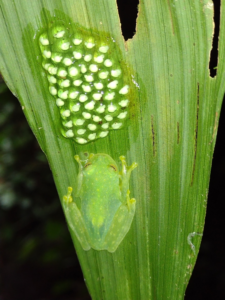 Ecuadorian Blue Glass Frog in December 2024 by Wilson · iNaturalist